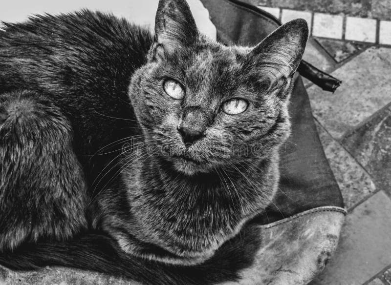 Grayscale Photography Of Cat Stock Photo - Image of black, kitten ...