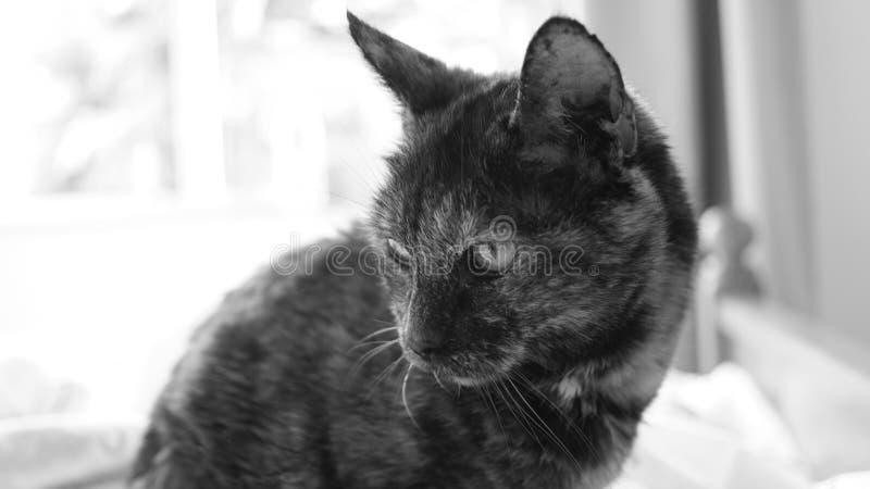 Grayscale Photography Of Cat Picture. Image: 82946851