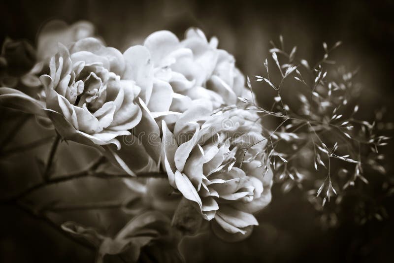 Grayscale Photography Of Flowers Picture. Image: 86470890