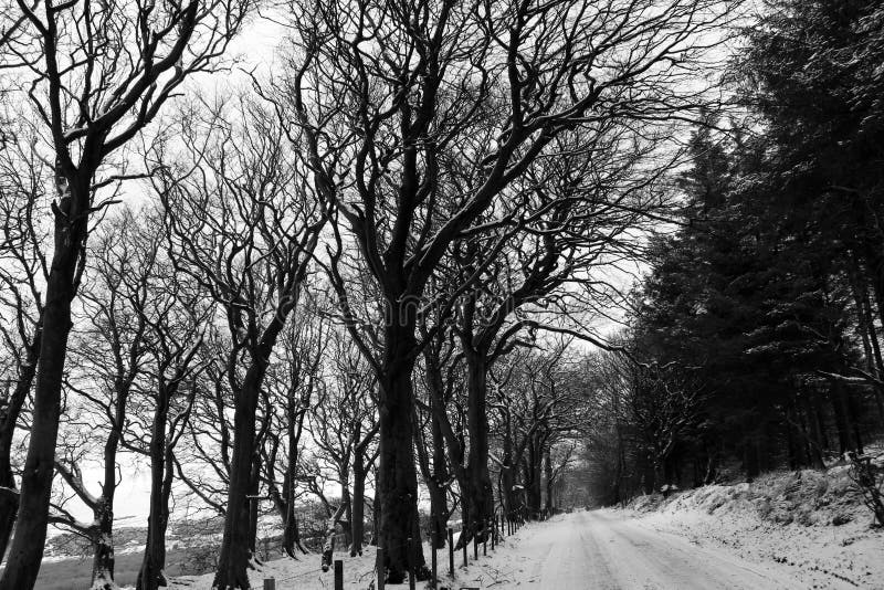 Grayscale Photography Of Snow-covered Field And Bare Trees Stock Photo ...