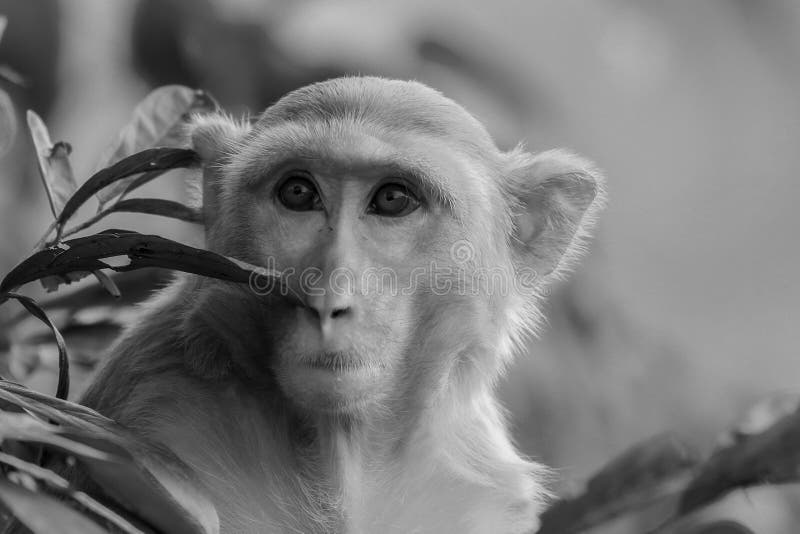 Grayscale Portrait of Adorable Monkey on a Tree with Leaves Stock Photo ...