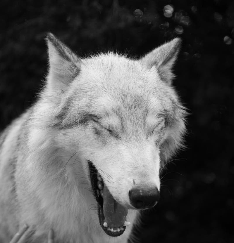 Wolf Grayscale Stock Photos - Free & Royalty-Free Stock Photos from ...