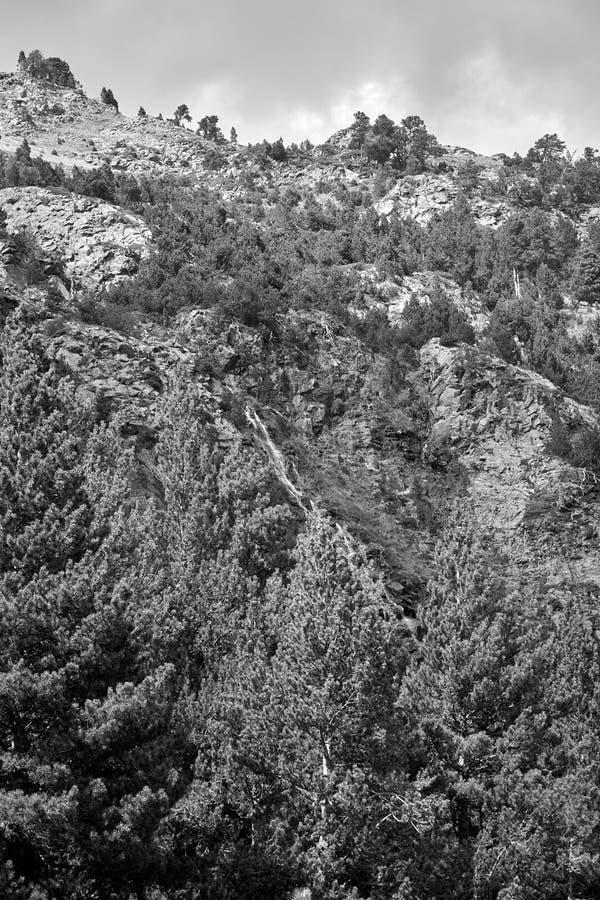 Grayscale Scene of Cascade Mountains Range with Trees and Gray Sky ...