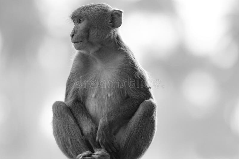 Grayscale Shallow Focus Shot of an Adorable Monkey Sitting on a Branch ...