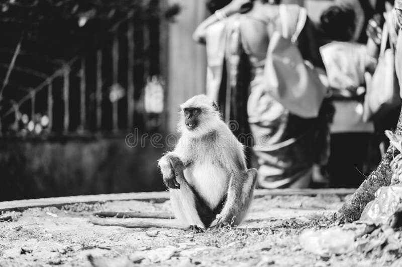 Grayscale Shallow Focus Shot of a Monkey Stock Image - Image of looking ...