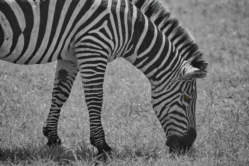 Grayscale Shot of a Beautiful African Zebra Grazing Peacefully in a ...