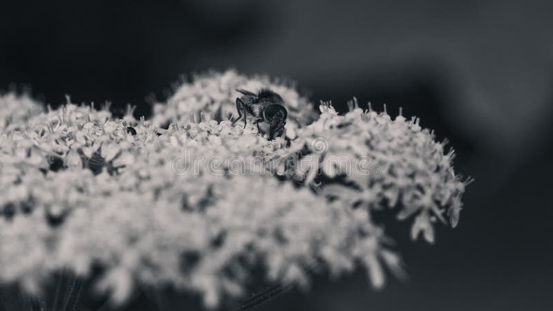 Grayscale Shot of a Bee on a Wild Carrot Flower with Blurred Background ...
