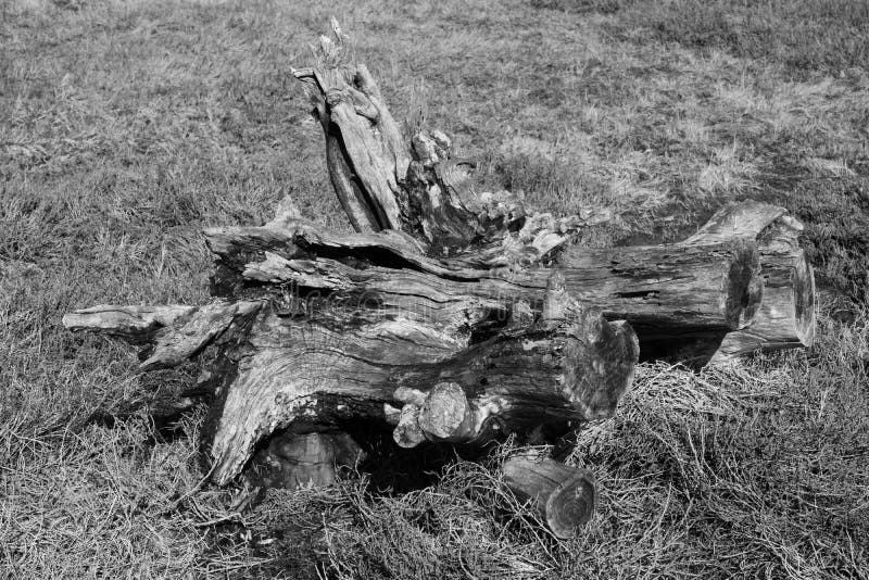 Grayscale Shot of a Broken Tree Branch on a Grass Field Stock Photo ...