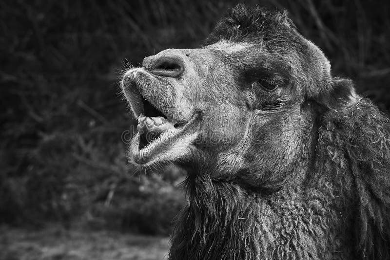 Grayscale Shot of a Camel in Nature Stock Photo - Image of wildlife ...