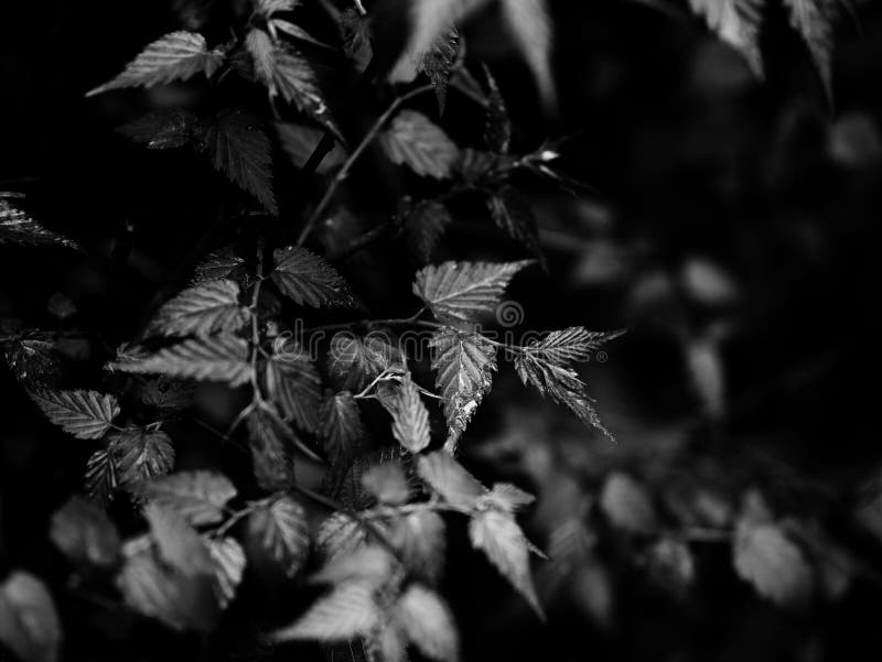Grayscale Shot of a Cluster of Leaves, Creating a Stark Contrast Stock ...
