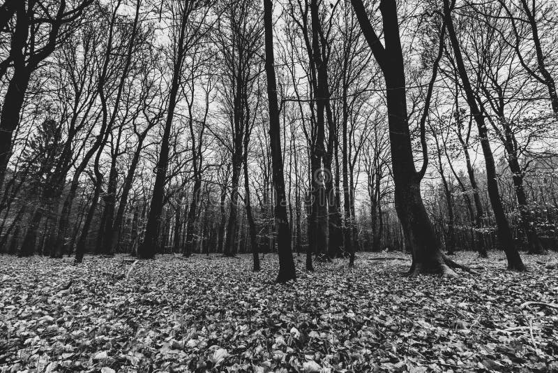 Grayscale Shot of a Creepy Forest Stock Image - Image of evening ...