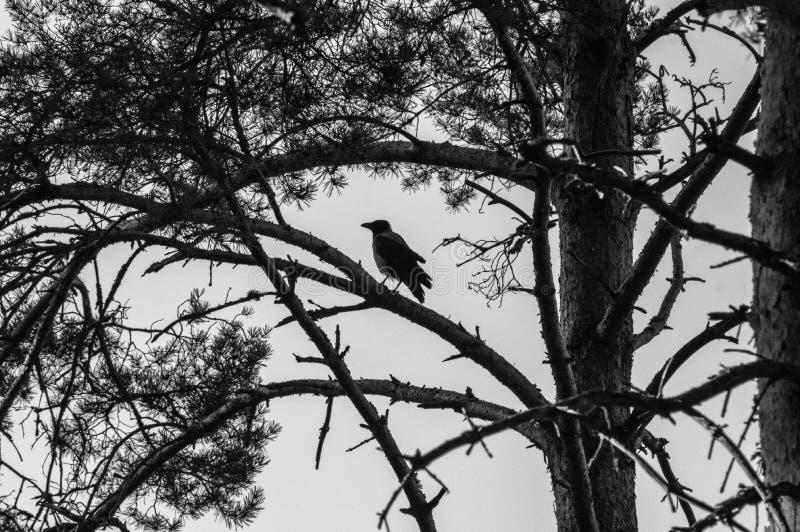 Grayscale Shot of a Crow on the Tree Stock Image - Image of body ...