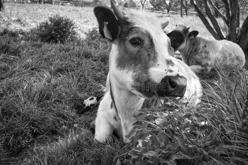 Grayscale Shot of a Cute Cow Sitting on the Grass Stock Photo - Image ...