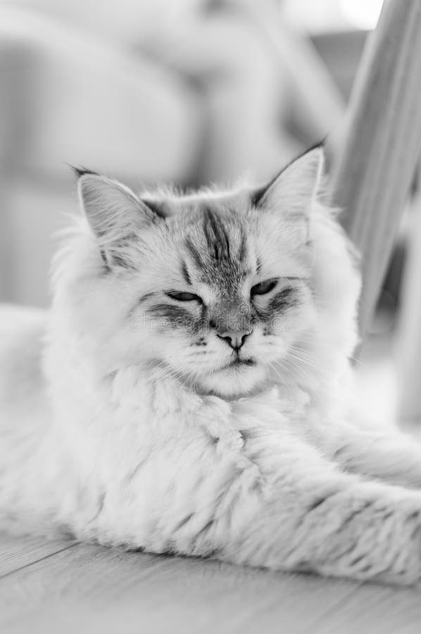 504 Grayscale Cat Stock Photos - Free & Royalty-Free Stock Photos from ...