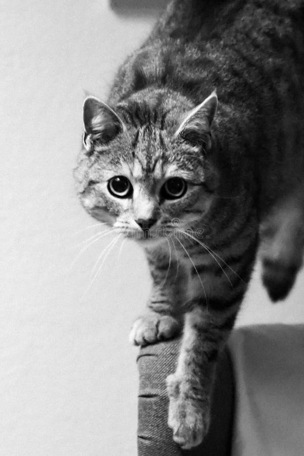 Grayscale Shot of a Cute Tabby Cat Stock Image - Image of whiskers ...