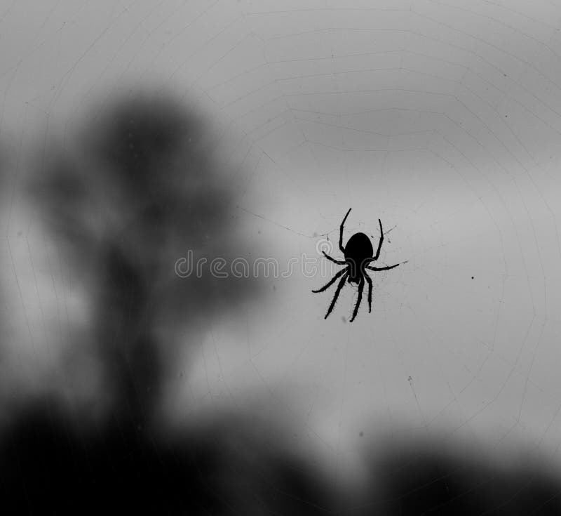 Grayscale Shot of a Dark Spider on a Glass Window Stock Photo - Image ...