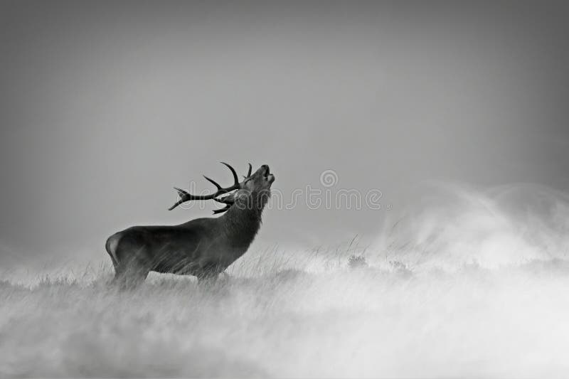 Grayscale Shot of a Deer in a Dramatic Setting with Fog Stock Image ...