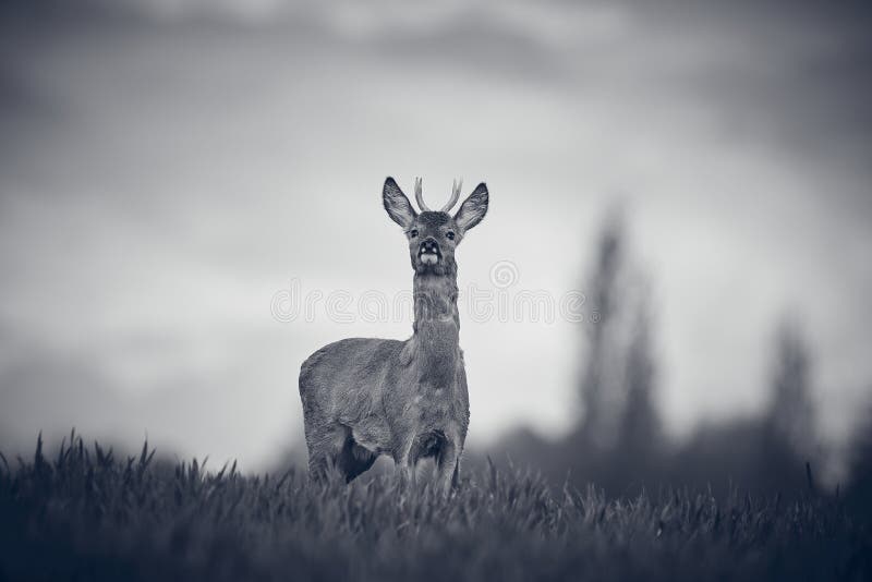 Grayscale Shot of a Deer in a Grassy Field Stock Photo - Image of ...