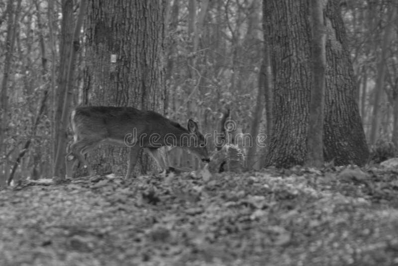 Grayscale Shot of a Deer in the Middle of the Forest Full of Trees ...