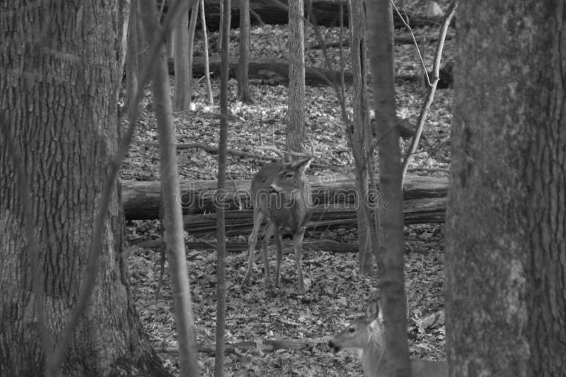Grayscale Shot of a Deer in the Middle of the Forest Full of Trees ...