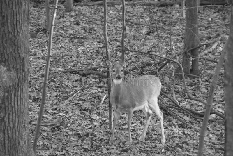Grayscale Shot of a Deer Walking in the Middle of the Forest Full of ...