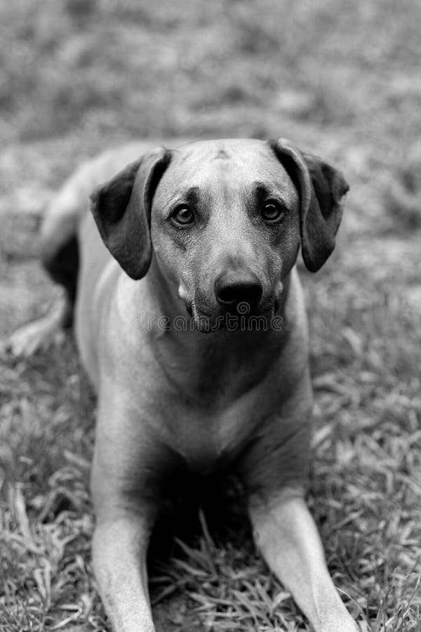 Grayscale Shot of a Dog Sitting on the Grass Stock Image - Image of ...