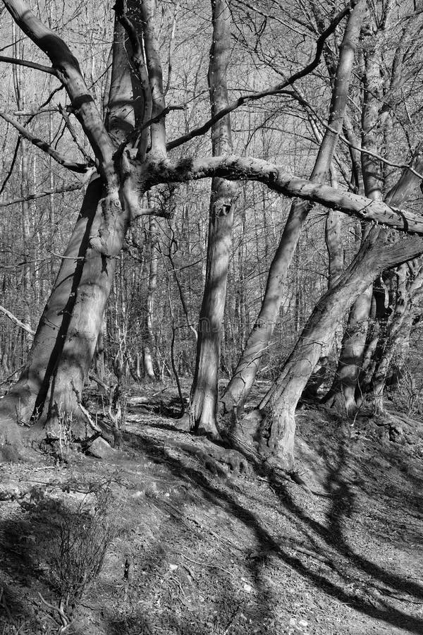Grayscale Shot of the Dry Big Trees in the Forest Stock Photo - Image ...