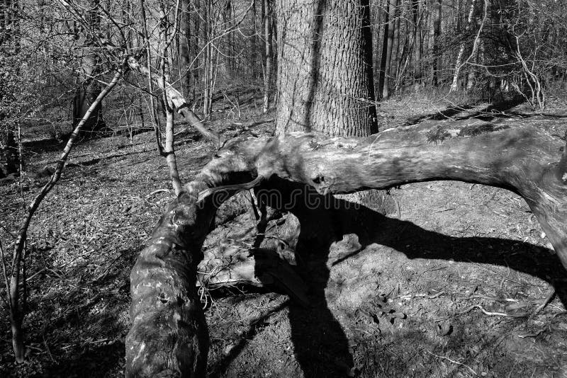 Grayscale Shot of the Dry Big Trees in the Forest Stock Image - Image ...