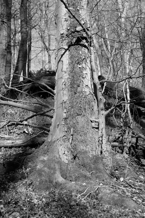 Grayscale Shot of the Dry Big Trees in the Forest Stock Image - Image ...