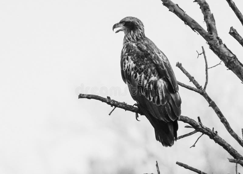 Grayscale Shot of an Eagle Perched on a Tree Branch Stock Image - Image ...