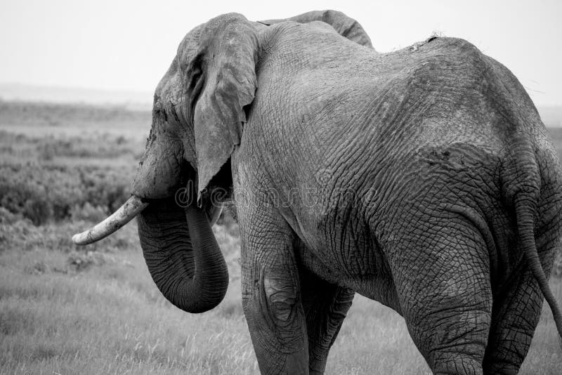 Grayscale Shot of an Elephant Stock Photo - Image of wildlife ...