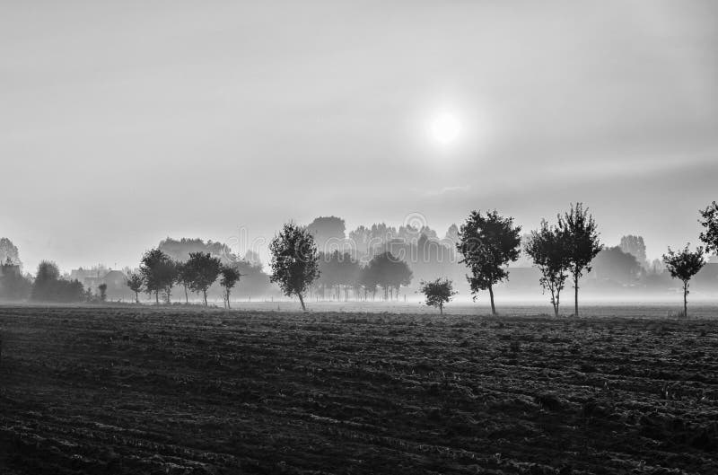 Grayscale Shot of a Field with Planted Trees on a Sunny Day Stock Image ...
