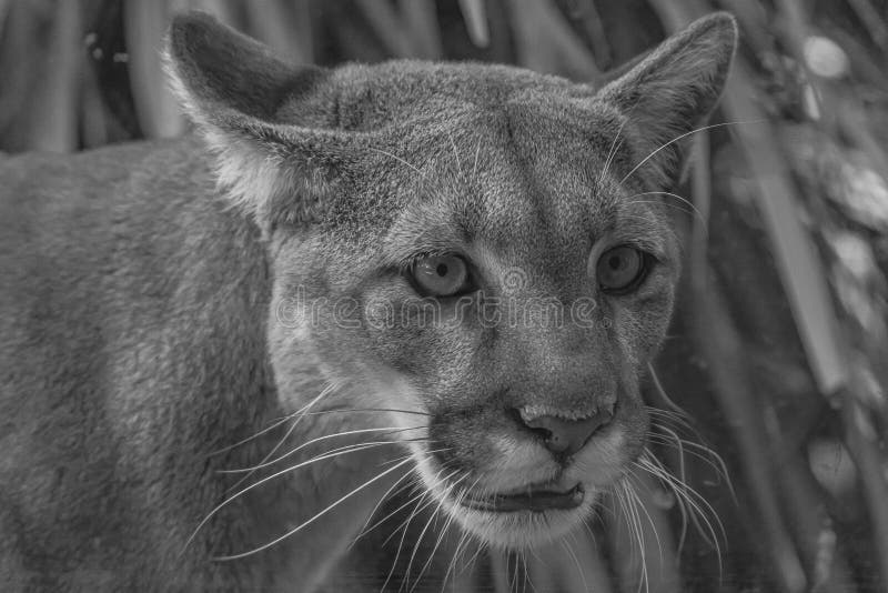 A Grayscale Shot of a Florida Panther Stock Image - Image of headshot ...