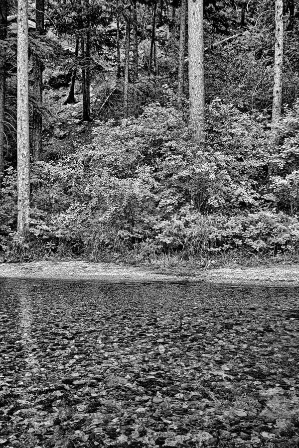 Grayscale Shot of a Forest with a Lot of Trees by a Lake during Daytime ...