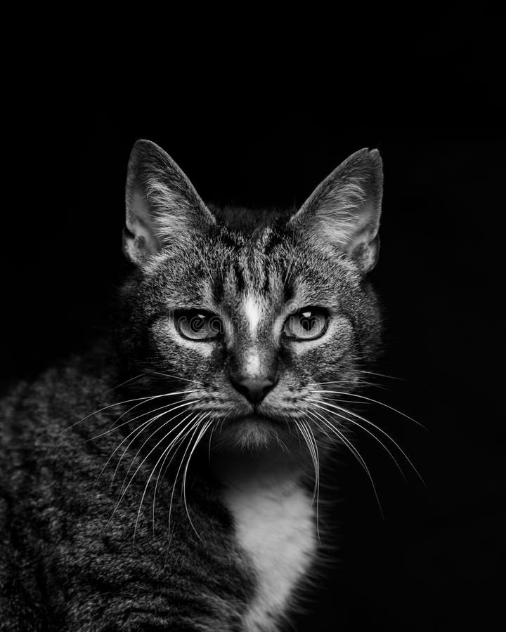 1,173 Grumpy Black Cat Stock Photos - Free & Royalty-Free Stock Photos ...