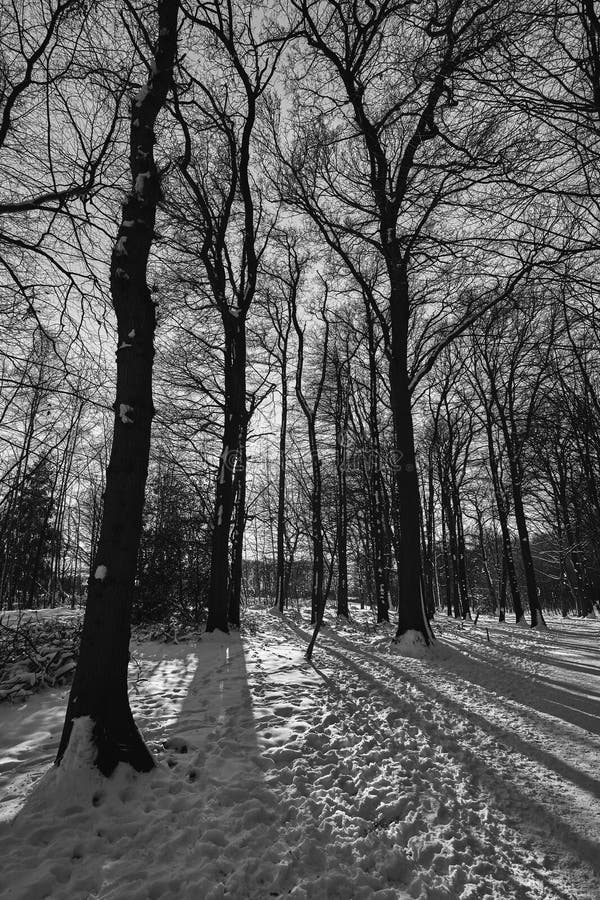 Grayscale Shot of High Trees in Snowy Woods Stock Photo - Image of ...