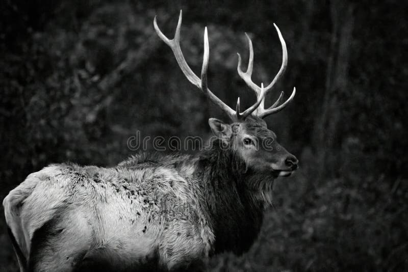 Grayscale Shot of a Large Deer with Antlers in a Park Stock Image ...