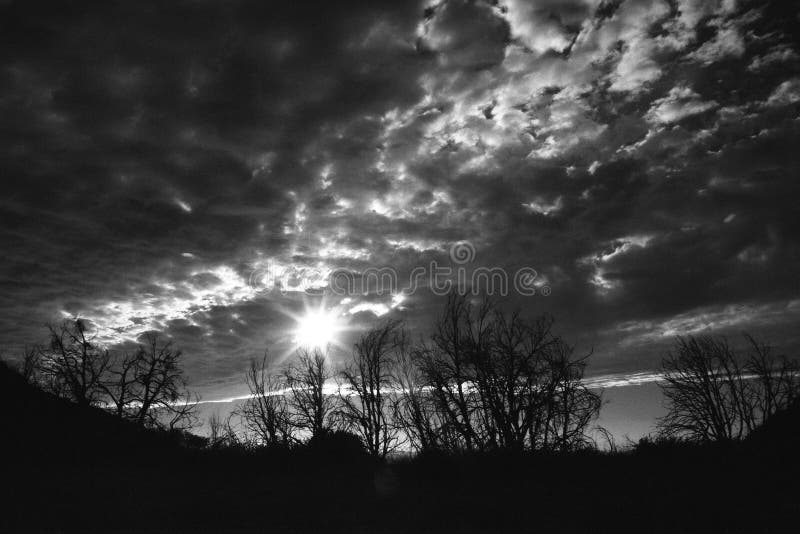 Grayscale Shot of Leafless Trees with the Sun Shining Behind the Clouds ...