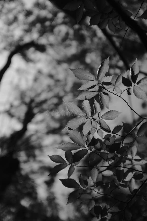 Grayscale Shot of Leaves on a Tree Branch in a Forest Stock Image ...