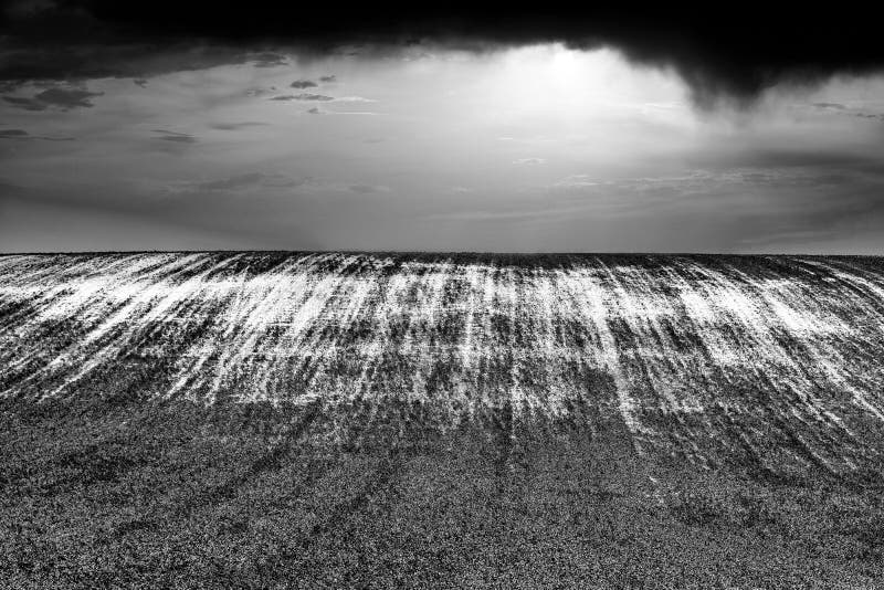 Grayscale Shot of Long Grass Field Stock Photo - Image of grow ...