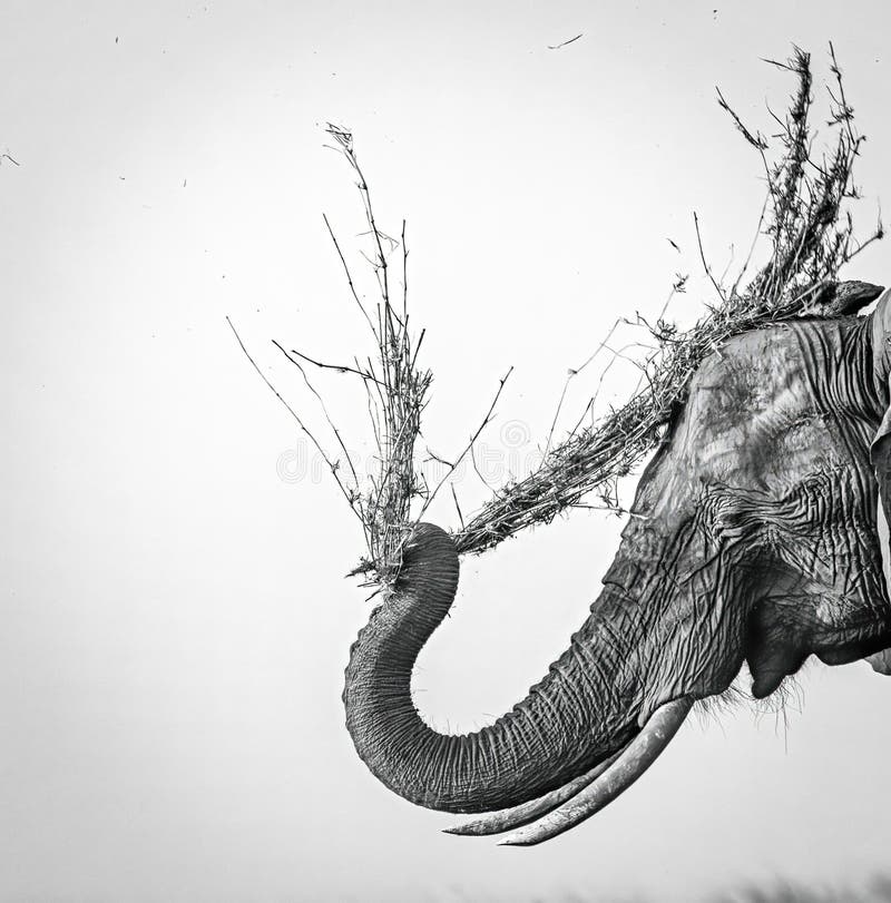 Grayscale Shot of a Majestic African Elephant with Dry Branches in Its ...