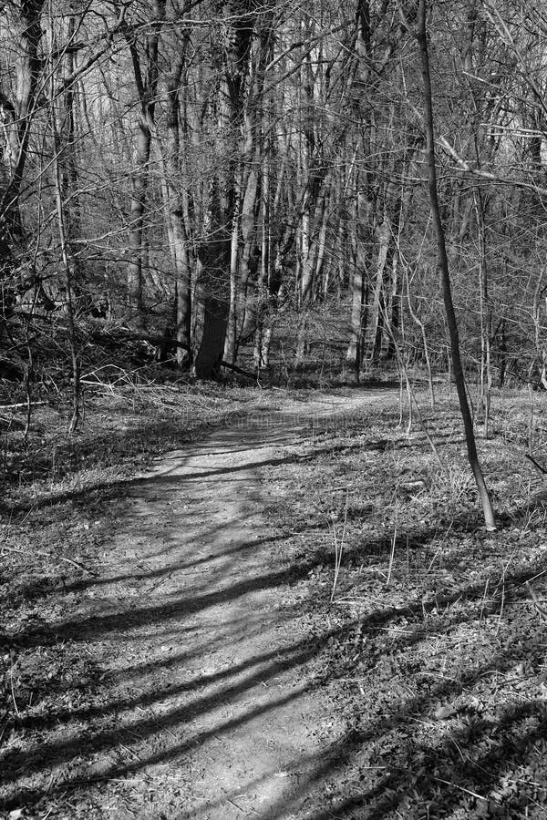 Grayscale Shot of a Pathway Surrounded by Trees in the Forest Stock ...