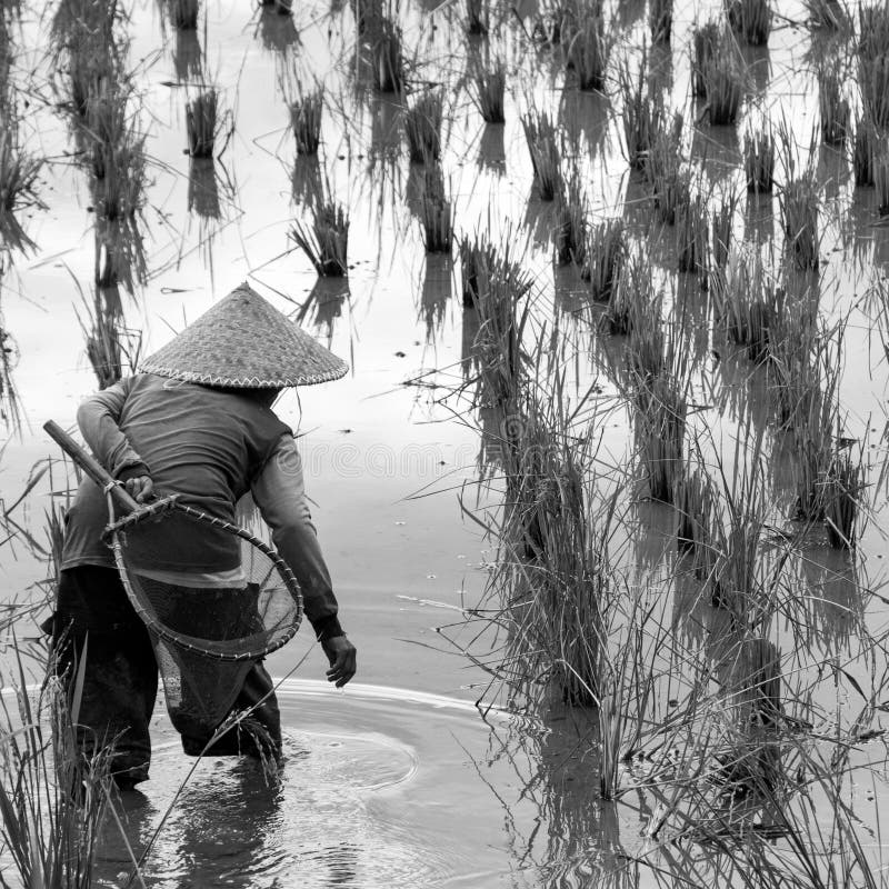 Grayscale Shot of a Person Working in the Farm Stock Photo - Image of ...