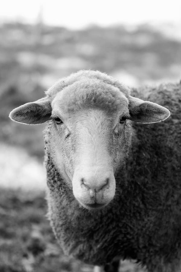Grayscale Shot of a Sheep on a Blurry Background Stock Image - Image of ...