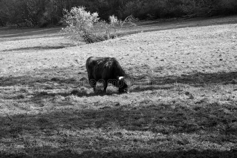 Single Bull with Large Horns Stock Image - Image of single, horn: 25181099