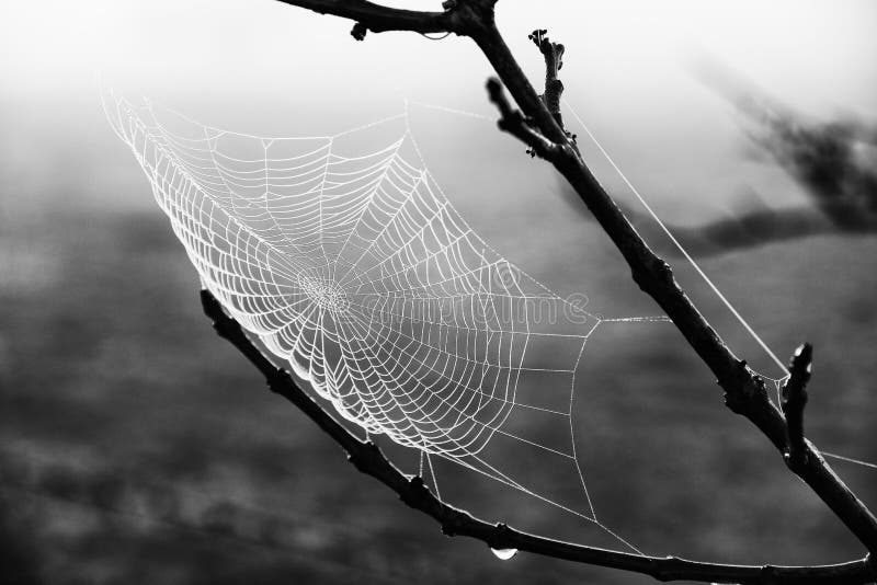 Grayscale Shot of a Spiders Web on a Tree Stock Photo - Image of nature ...
