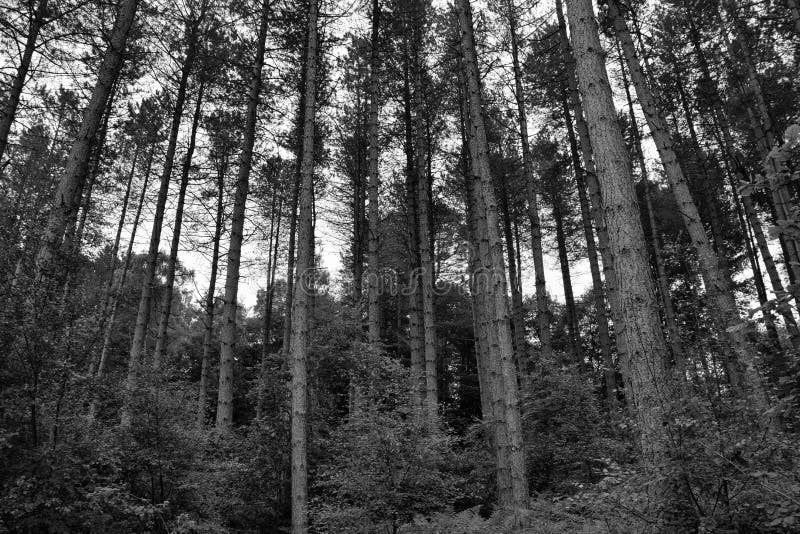 Grayscale Shot of Towering Pine Trees in a Forest Stock Photo - Image ...