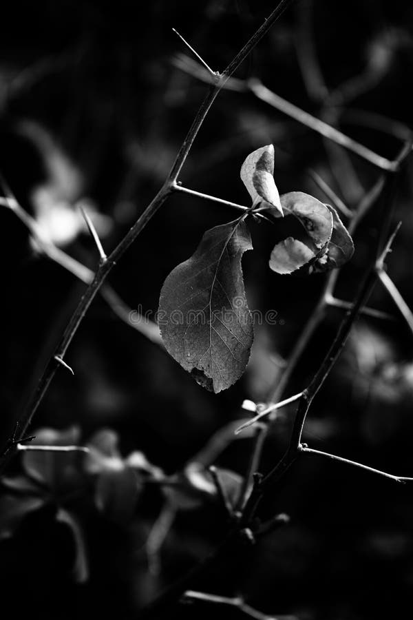 Grayscale Shot of Tree Leaves Stock Photo - Image of tree, leaves ...