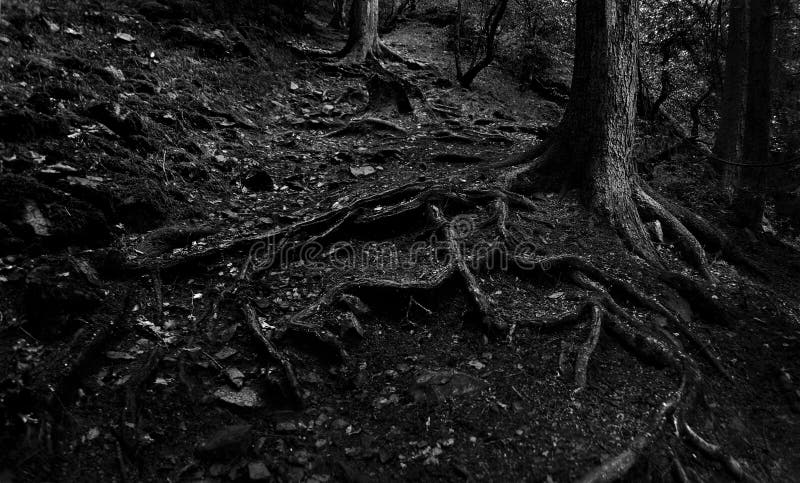 Grayscale Shot of the Tree Roots on the Forest Ground Stock Image ...