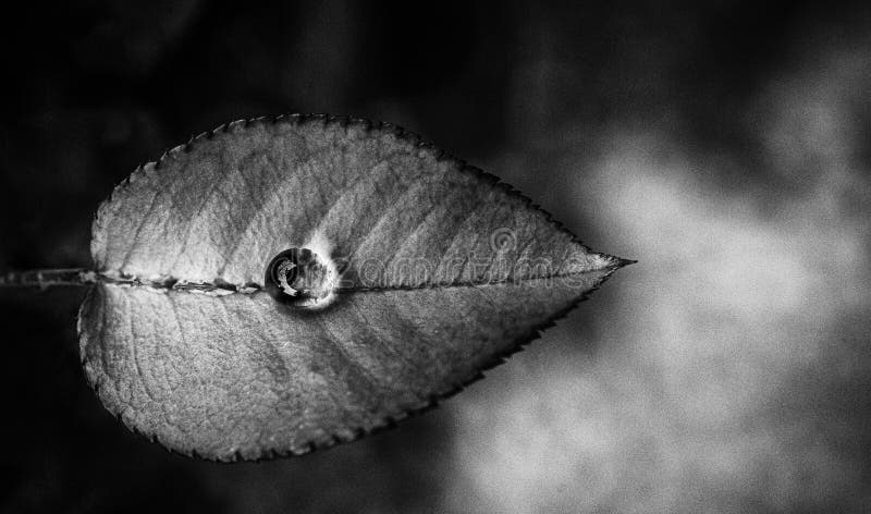 Grayscale Shot of a Water Drop on a Leaf Stock Image - Image of light ...